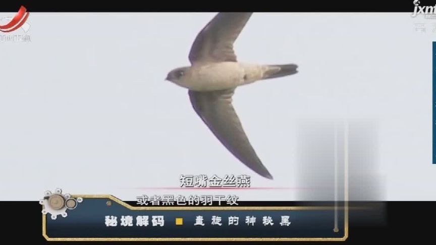 男子在神农架拍到不明飞行物 速度极快 考察队在洞穴中找到真身!