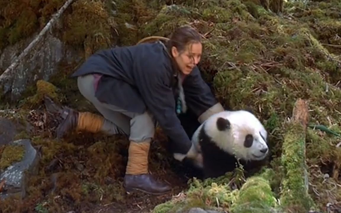 那个偷走大熊猫的美国人,把大熊猫卖了8000美金,现在怎么样了?