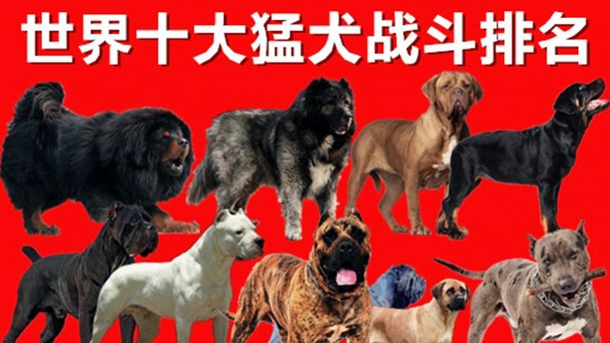 世界十大猛犬战斗排名，简短全面解析