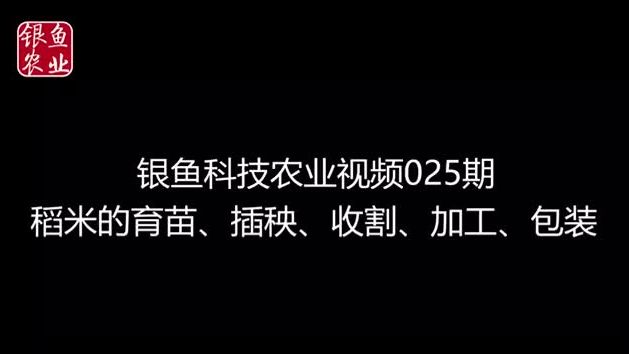 一粒米的生命历程:从育苗、收割到加工、包装#大米 #粮食人