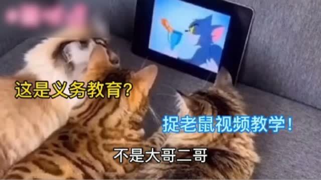 捉老鼠视频教学,学的不错!