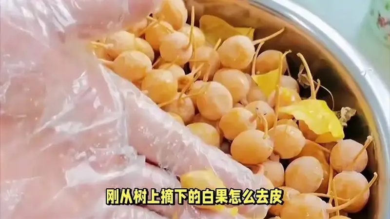 刚从树上摘下的白果怎么去皮?今天来教大家正确的去皮方法