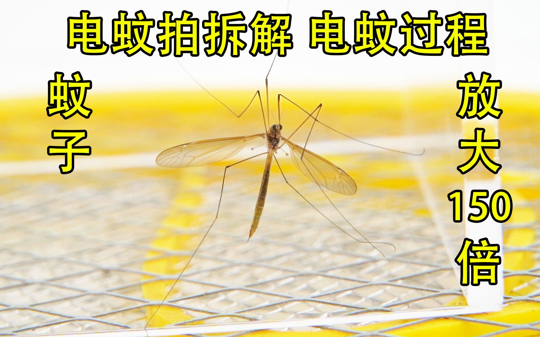拆解电蚊拍内部构造,蚊子放大150倍的样子,电蚊子过程与原理!