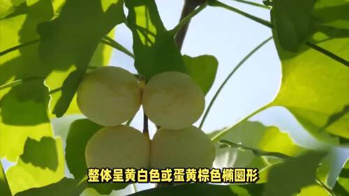 白果是什么?和开心果有什么区别