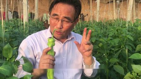 辣椒盛果期管理3打杈有机蔬菜种植技术辣椒高产种植技术实用技术...
