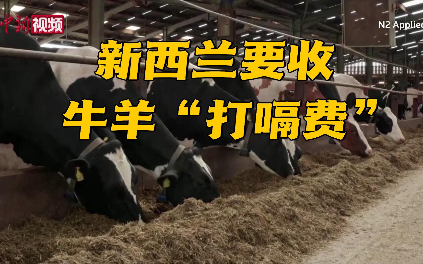 新西兰要收牛羊“打嗝费”成首个让农民为牲畜碳排放付费的国家