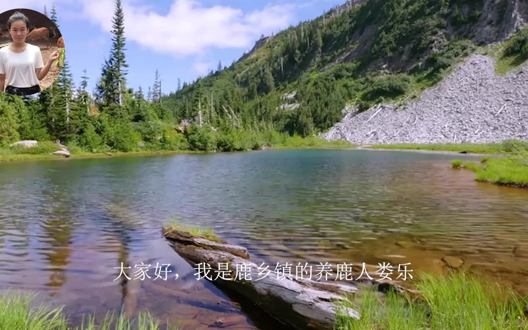鹿茸当归黄芪一起有什么功效,鹿茸的食用方法