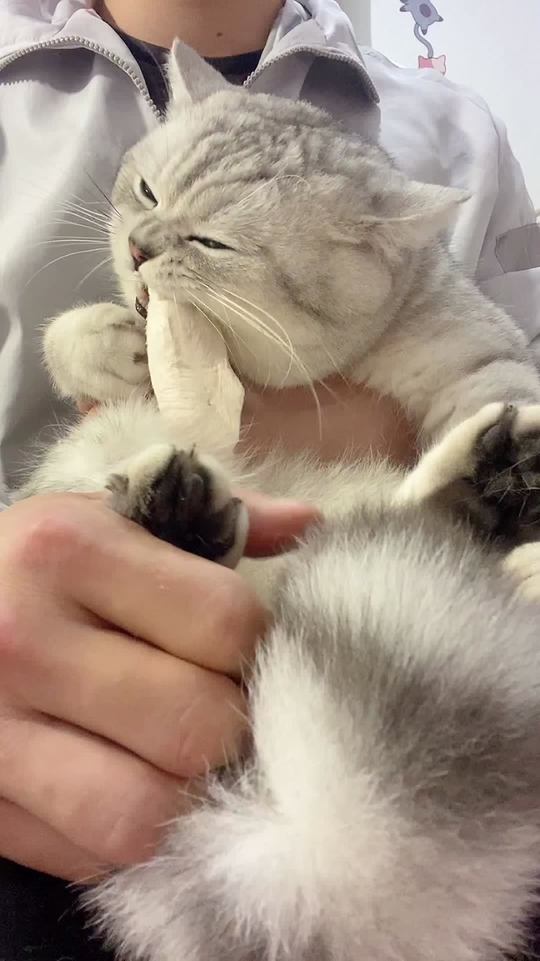 小猫咪都这么会撒娇吗小猫咪的侧颜杀家有萌喵萌宠出道计划猫咪撒娇