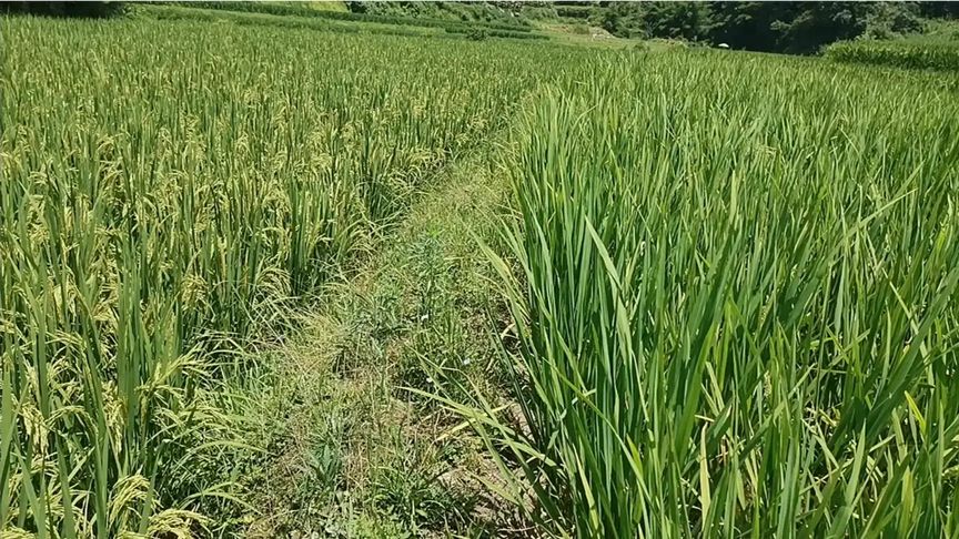 稻谷长得真好,都快成熟了,