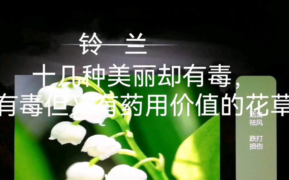 十几种美丽却有毒,有毒但又有药用价值的花草一览