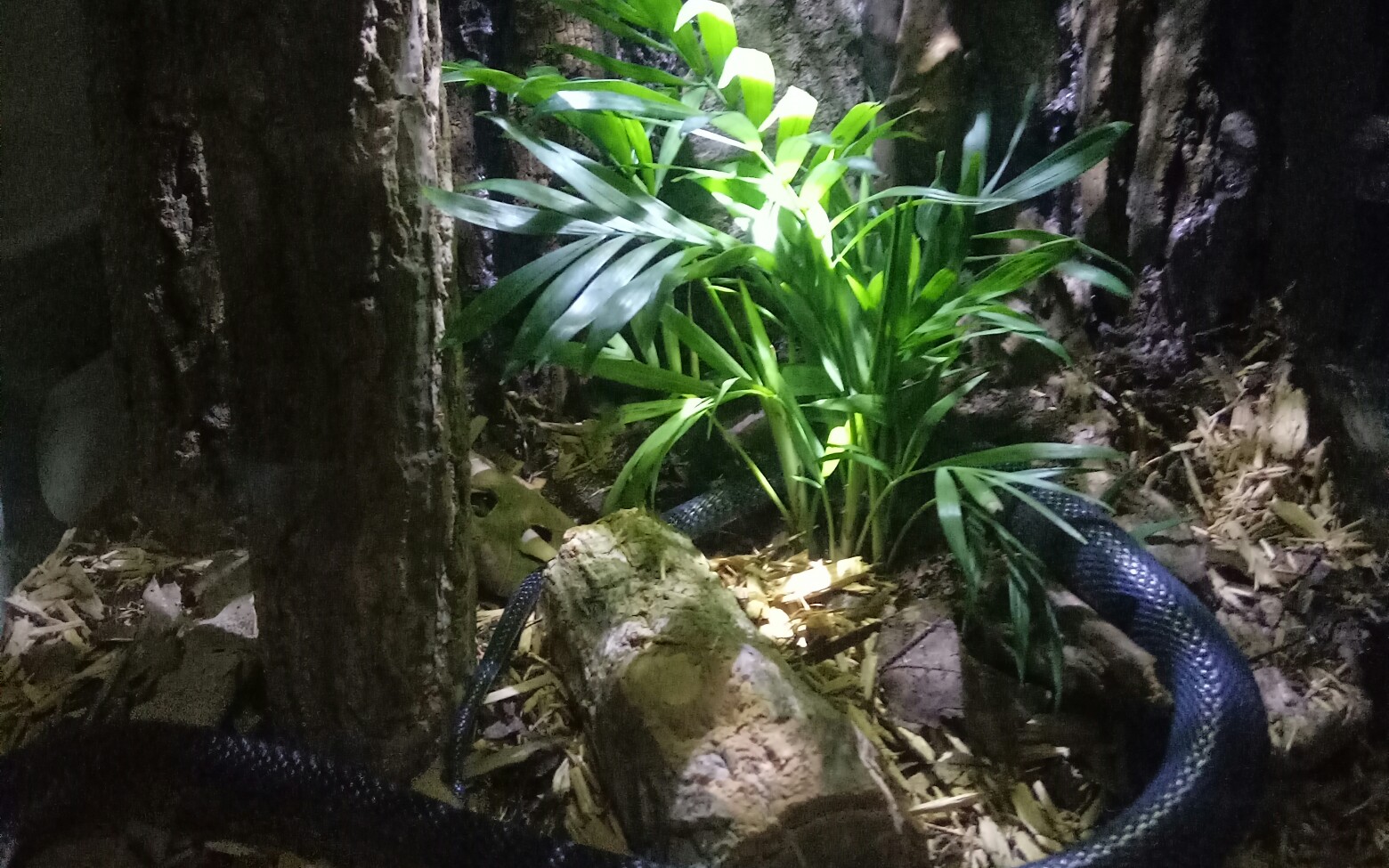 三种森林造景缸展示