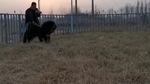 斗狗爆发瞬间!血毛狂舞中伤犬如何反压?