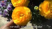 简单又好养,花毛茛的种植方法,自己收藏好
