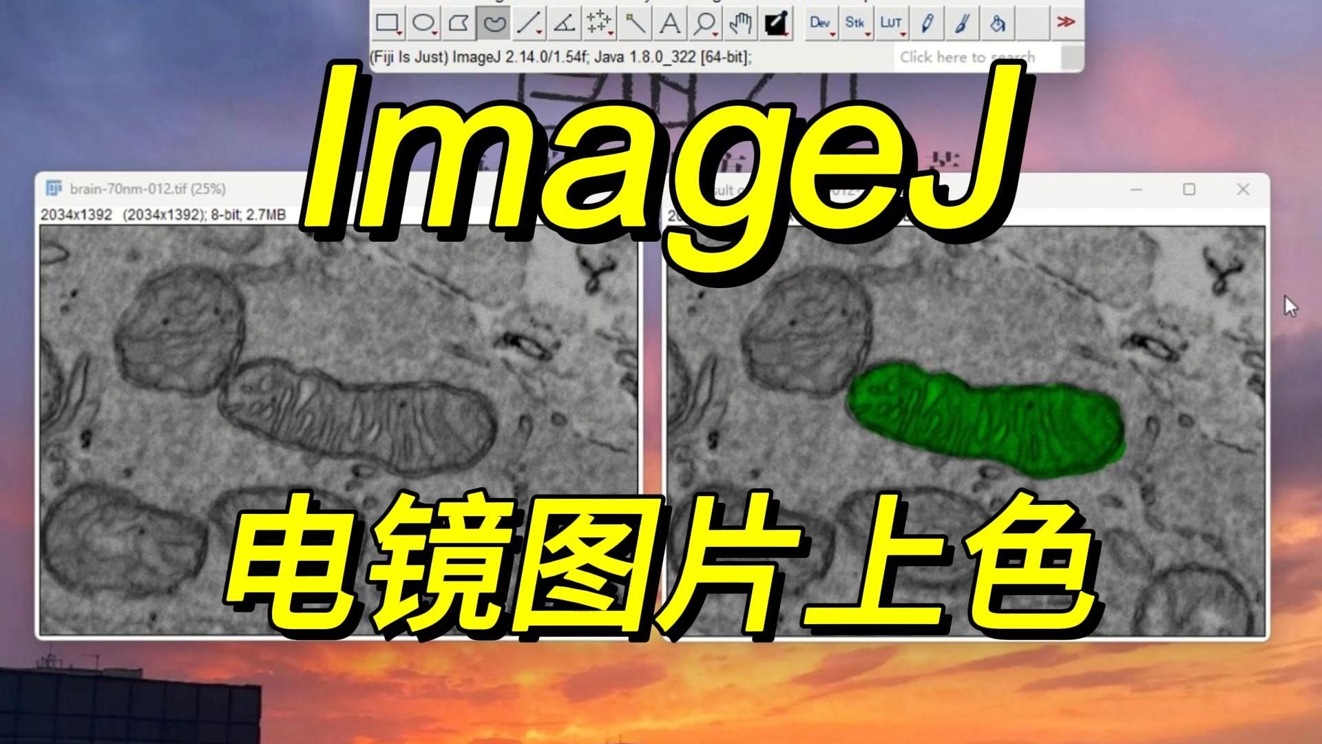 ImageJ 电镜图片快速上色