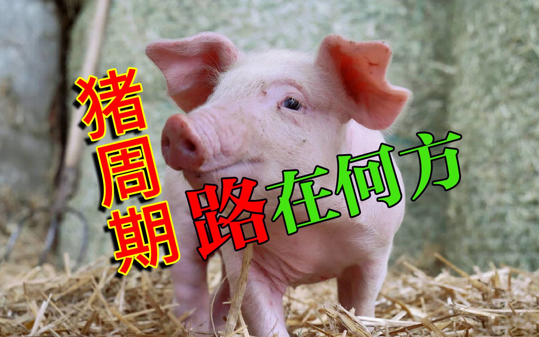 猪周期还有多久,以后的路怎么走,规模化猪场负责人告诉你答案!