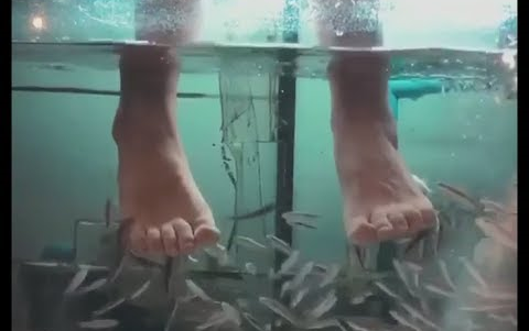 【每日一剂#97】会给你的脚挠痒的鱼