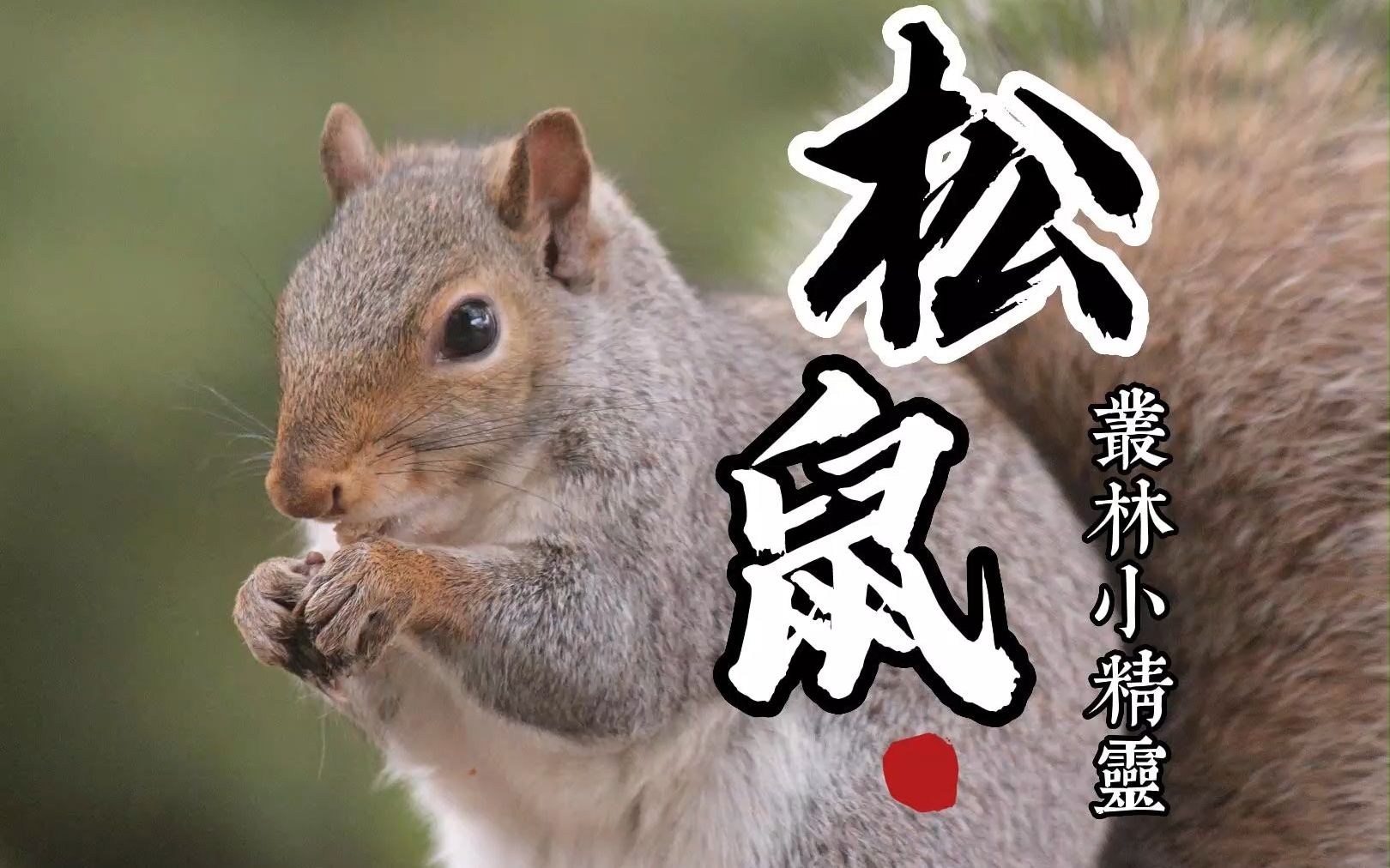【自然科普】丛林小精灵---松鼠。“勤劳的食物搬运者”~