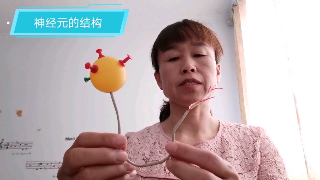 人教版初中生物七年级下册《神经系统的组成》——结合模型讲解神经...