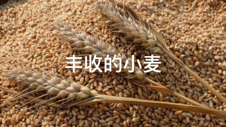 农田小麦播种 生长 收获 的全部过程。