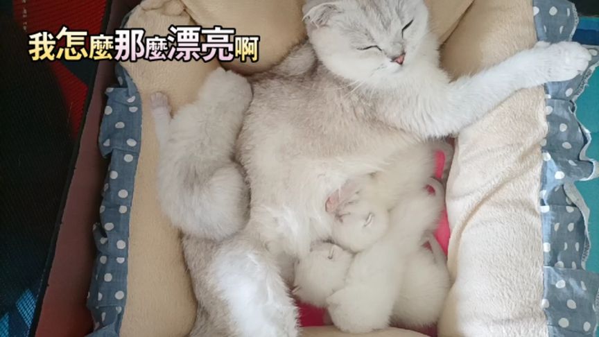 无敌可爱小哪吒该换床了,都睡妈妈身上了