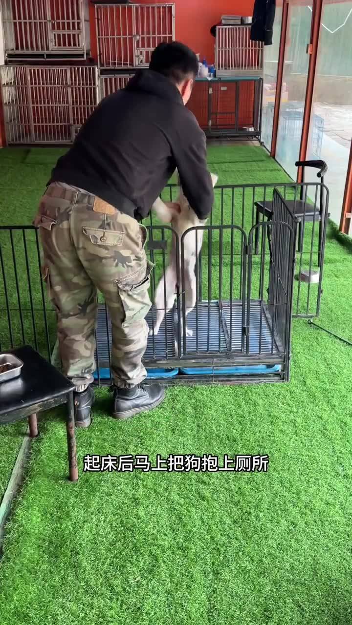 快速教会狗狗在家上厕所