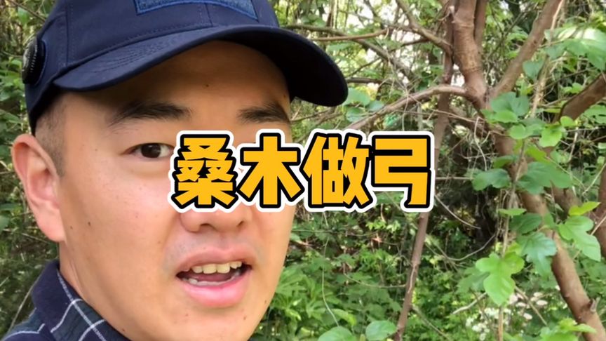 桑树除了吃桑葚还能干嘛?