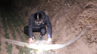 农民伯伯种植小麦,辛苦浇地一晚上,还好努力没有白费