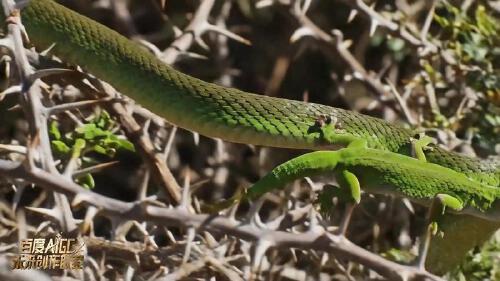 壁虎惨遭玫瑰刺穿腹!蛇竟柔若无骨钻荆棘,自然奇观生死一瞬间