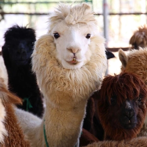 驼类纳米抗体定制 