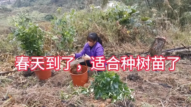 春天到了,下雨了,适合种树苗了, 又是忙碌的一天
