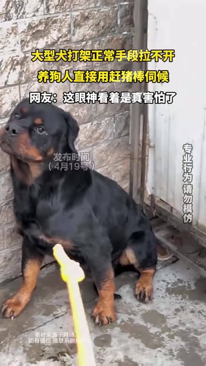 大型犬打架拉不开,养狗人竟用赶猪棒解决!