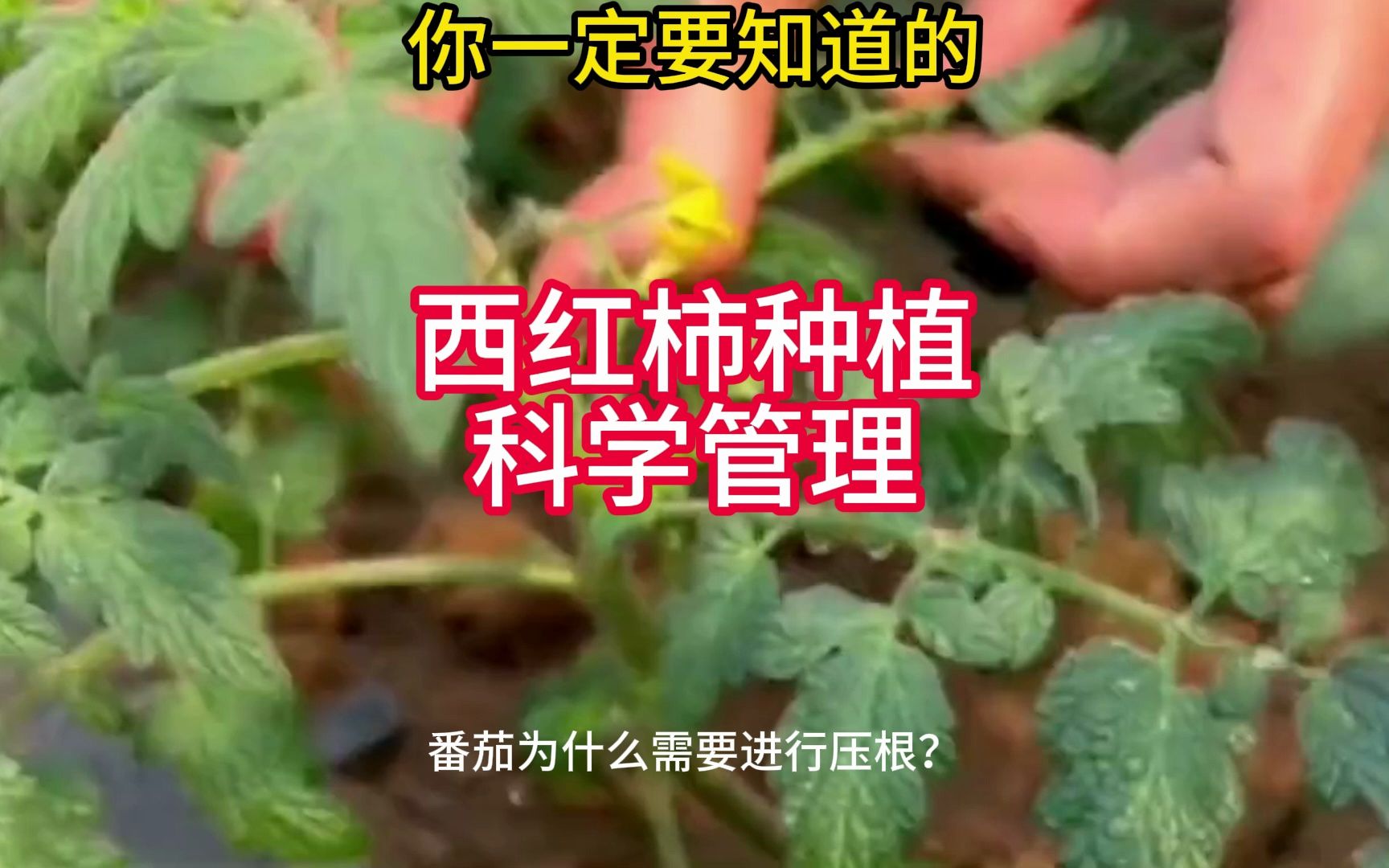 番茄科学种植管理办法,让西红柿合理增产