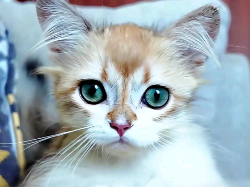 做好这三件事,猫咪会主动粘着你