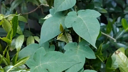 常见草药,看看有啥功效