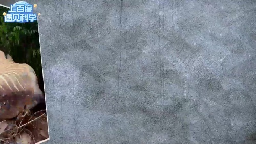 森林奇观!四大惊人发现,镜头记录真相