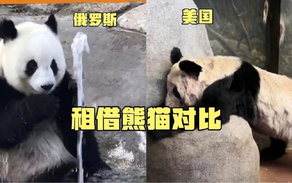 盘点各国租借大熊猫现状对比,俄罗斯的滋润快活,美国现状凄凉