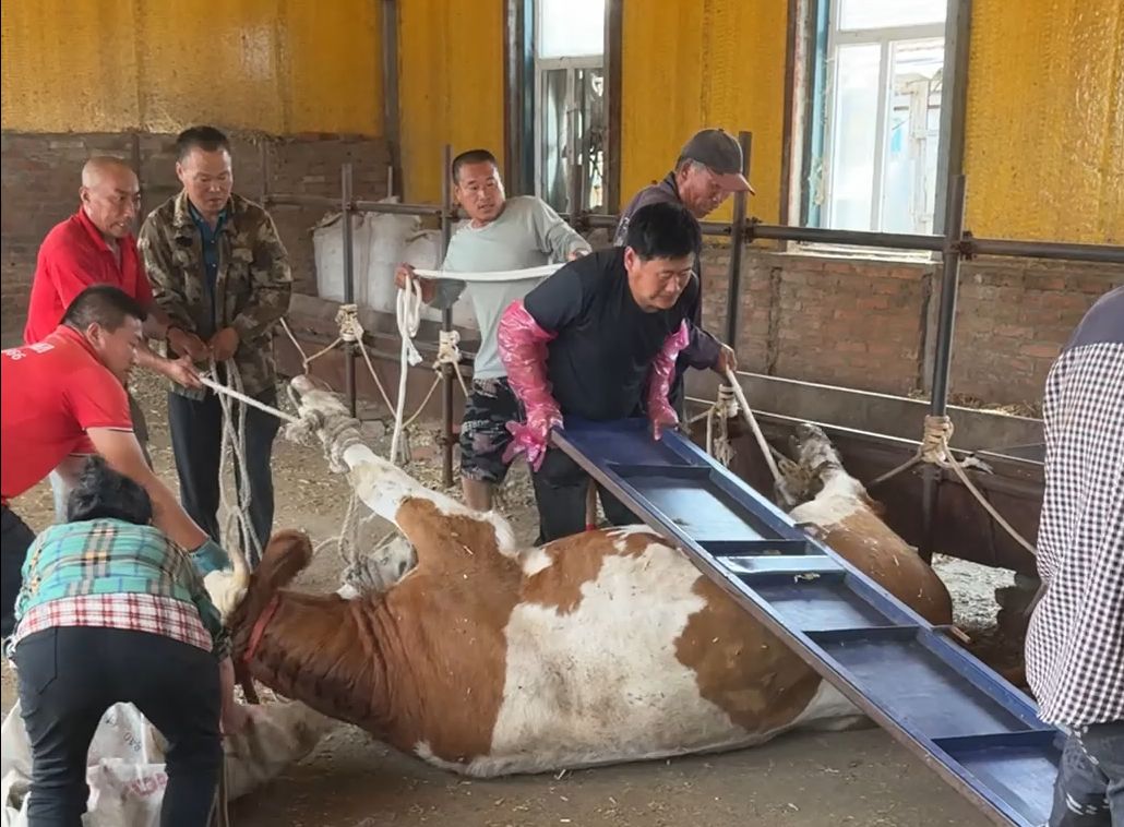不忍看!接生过程太暴力!村民们和我爸手段尽出