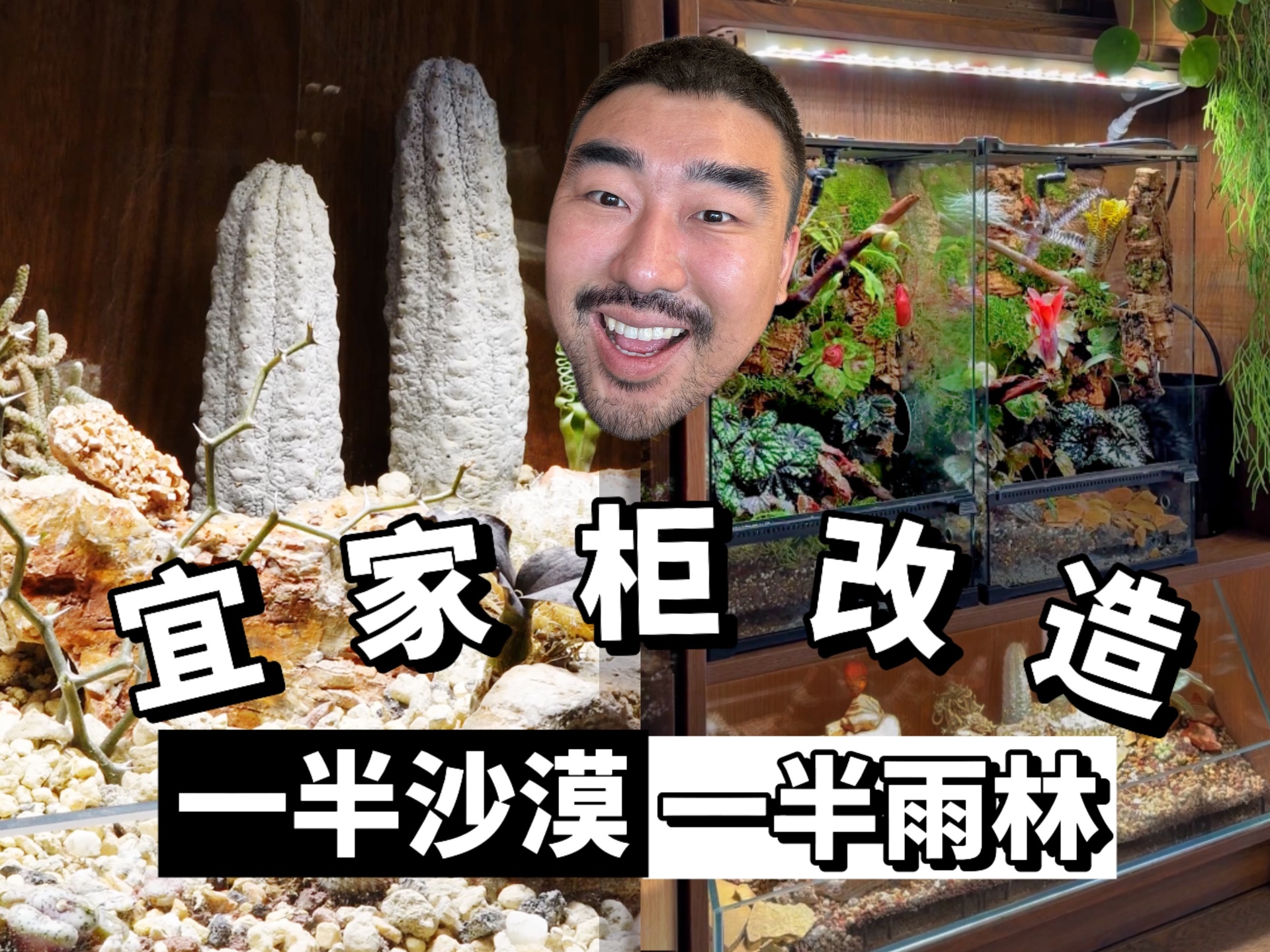 宜家柜改造|一半非洲荒野,一半南美雨林
