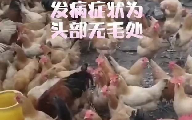 鸡冠癣的症状与治疗 鸡冠长白色东西怎么治 鸡冠发白治疗方法 鸡冠长...