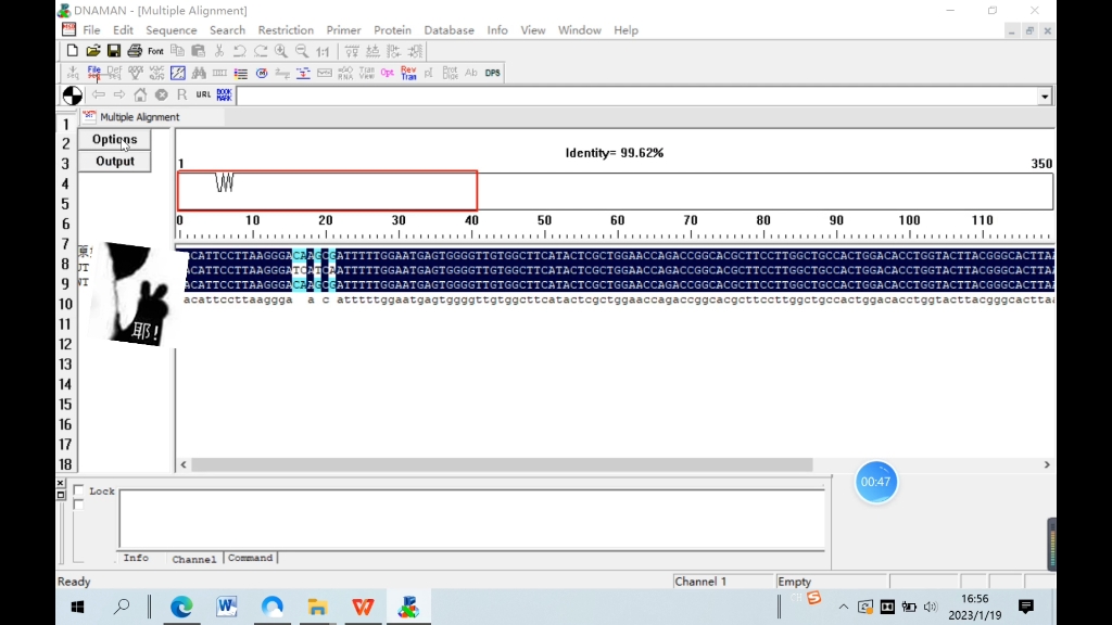 科研实用小技巧之DNAMAN多基因序列比对
