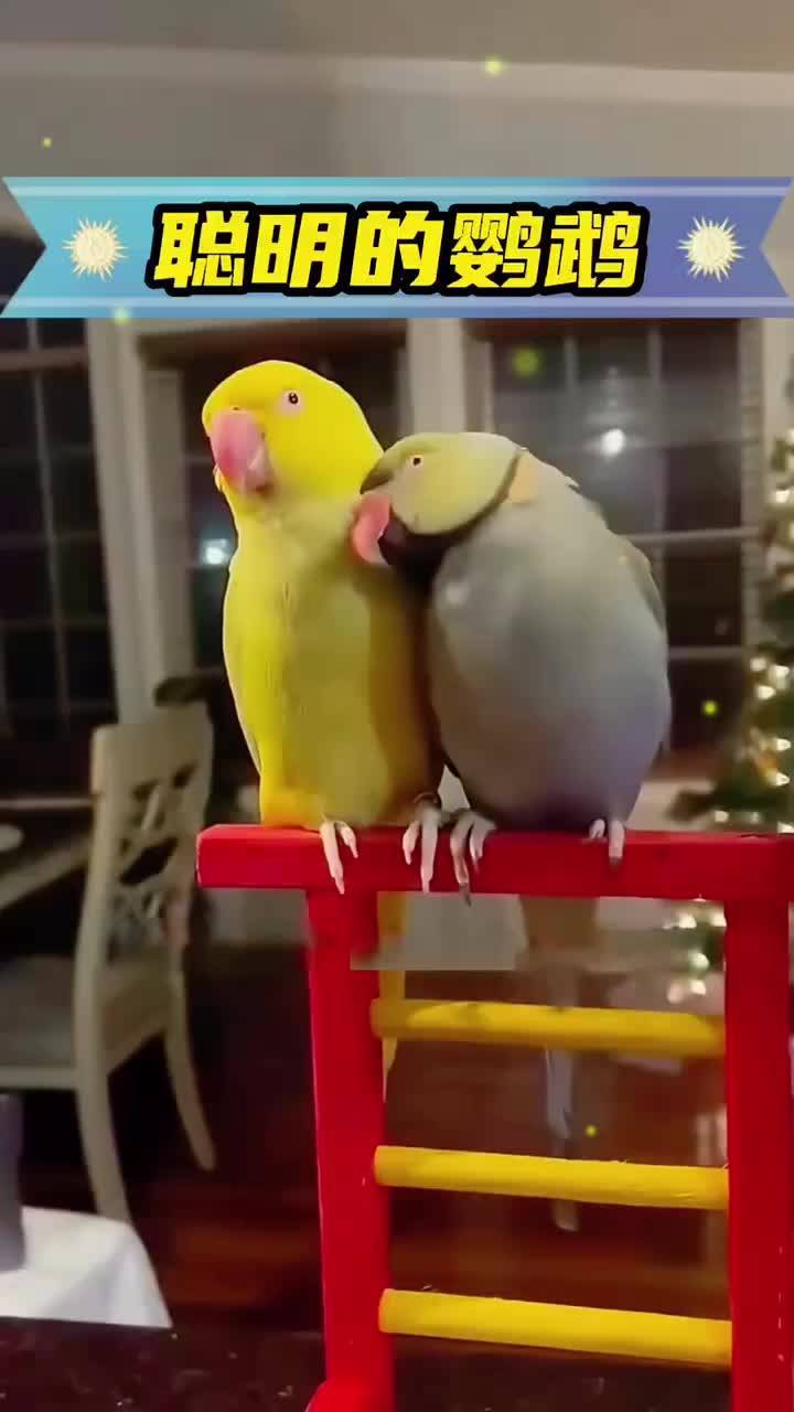 鹦鹉非常聪明,竟然会玩电脑,刷短视频