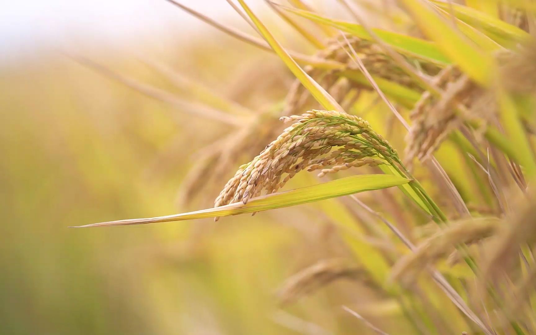 项目展示视频(前期)