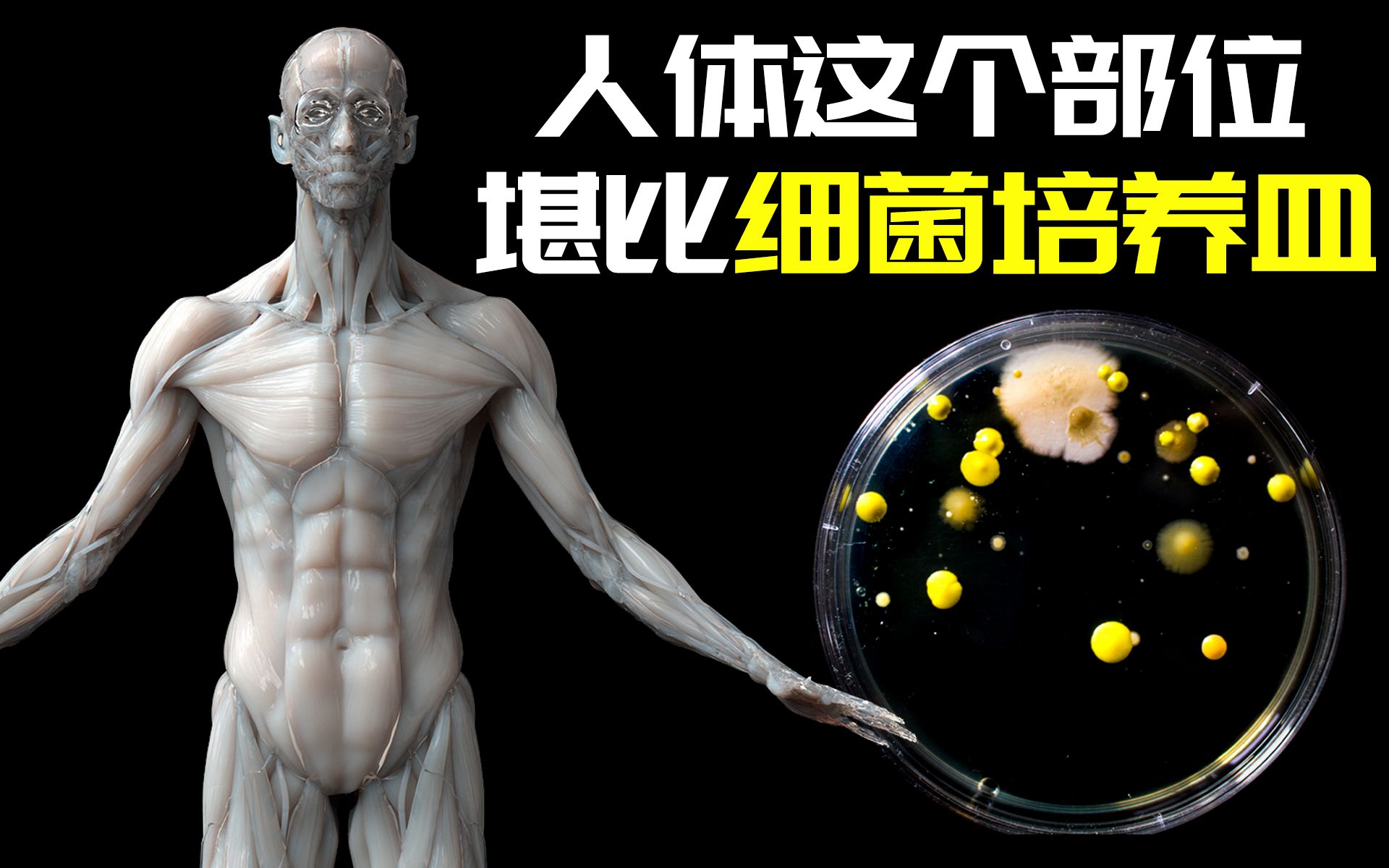 2000亿细菌在你那里做什么?居然在保护你【思维+】
