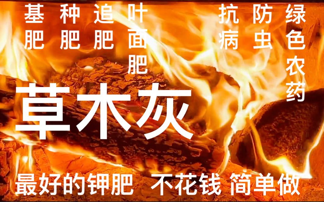 草木灰最好的钾肥妙用、自制方法,肥料+农药:基肥,种肥,追肥,叶面肥,...