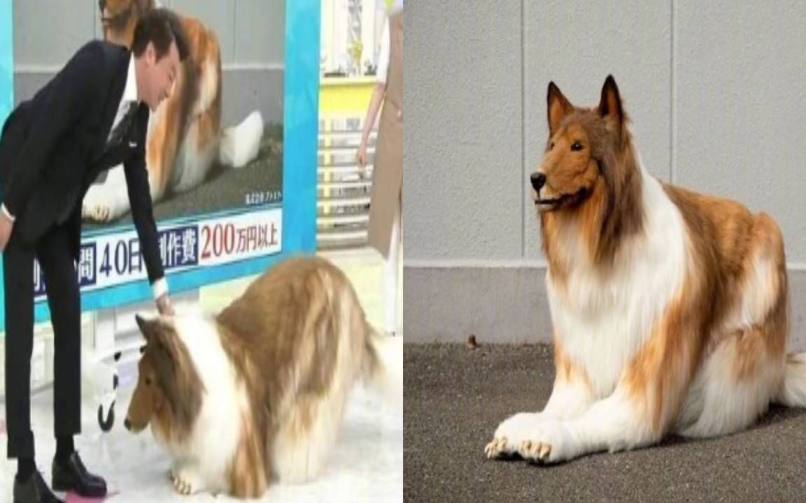 日本男子厌倦做人,砸200万把自己变成“狗”,上节目把网友看懵