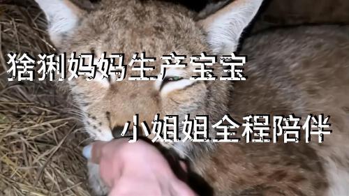动物世界,猞猁妈妈生子太痛苦小姐姐不断鼓励,成功诞下小宝宝!