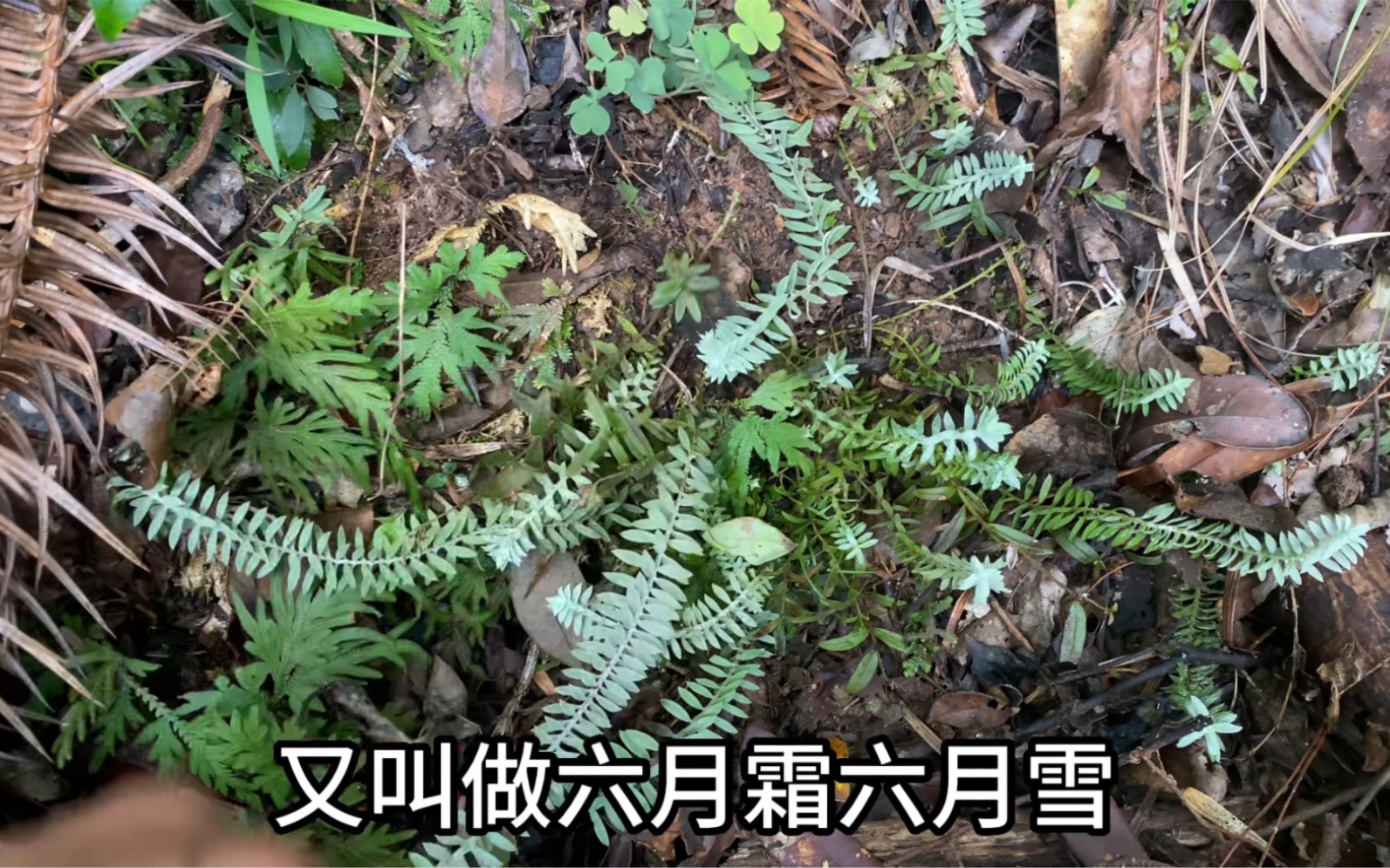 以前巴掌里经常脱皮,一位老师叫我用这种药材泡茶喝,您认识吗