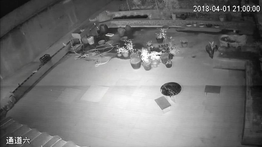 猫妈妈为了保护小猫和狗狗搏斗死亡,4只小猫也被全部咬死