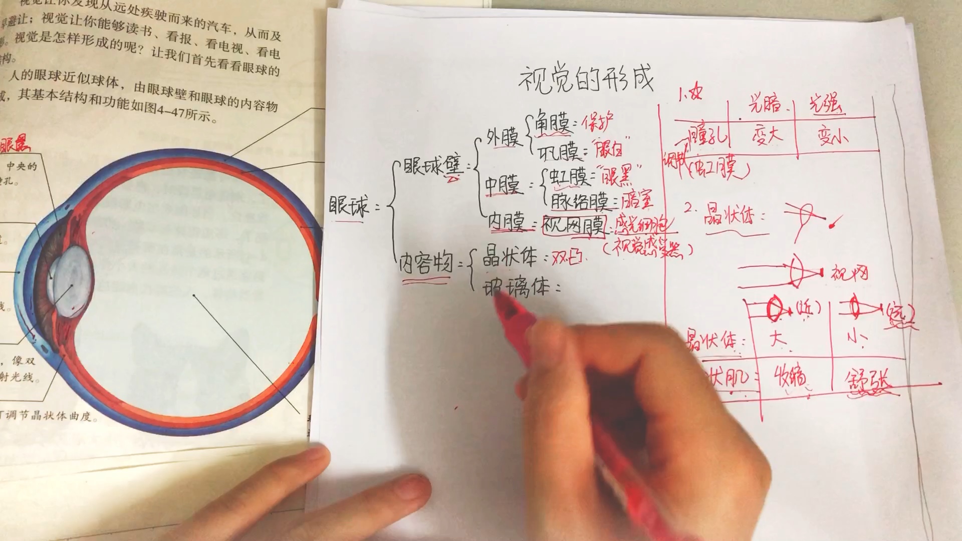 【七下生物】视觉的形成一眼睛为什么能看到东西?近视和远视又是...