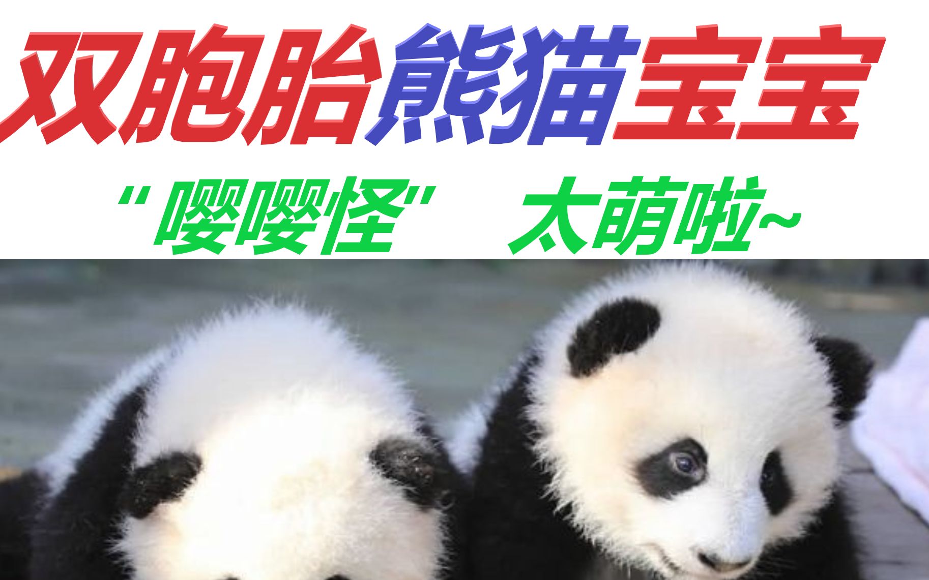 【YouTube&大熊猫】外国网友评论美轮美奂,美国出生的宝宝,“我要...